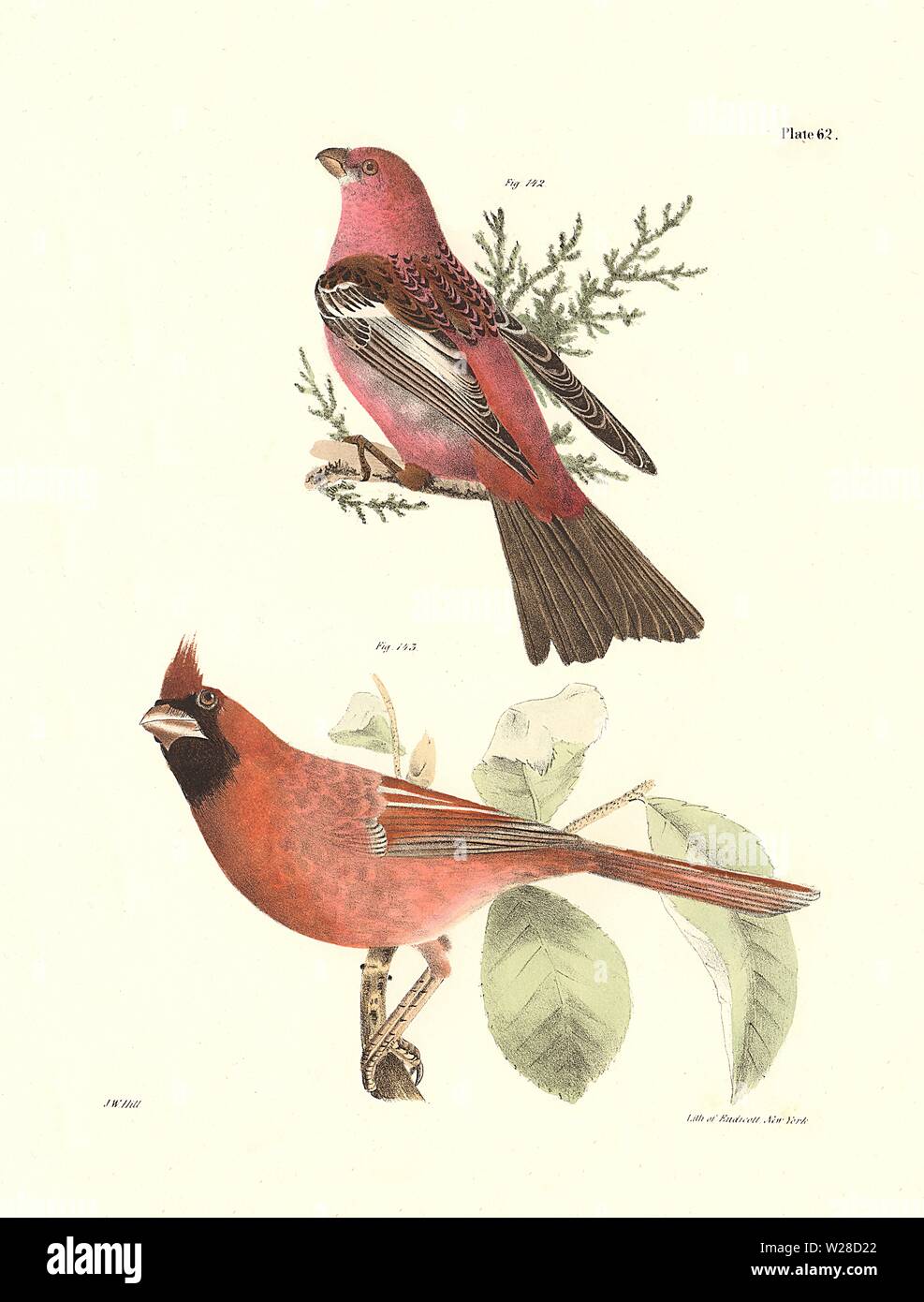 XXX - James De Kay, Birds of New York Stock Photo - Alamy