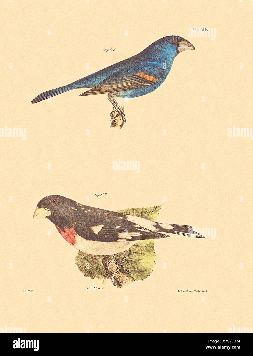 XXX - James De Kay, Birds of New York Stock Photo - Alamy