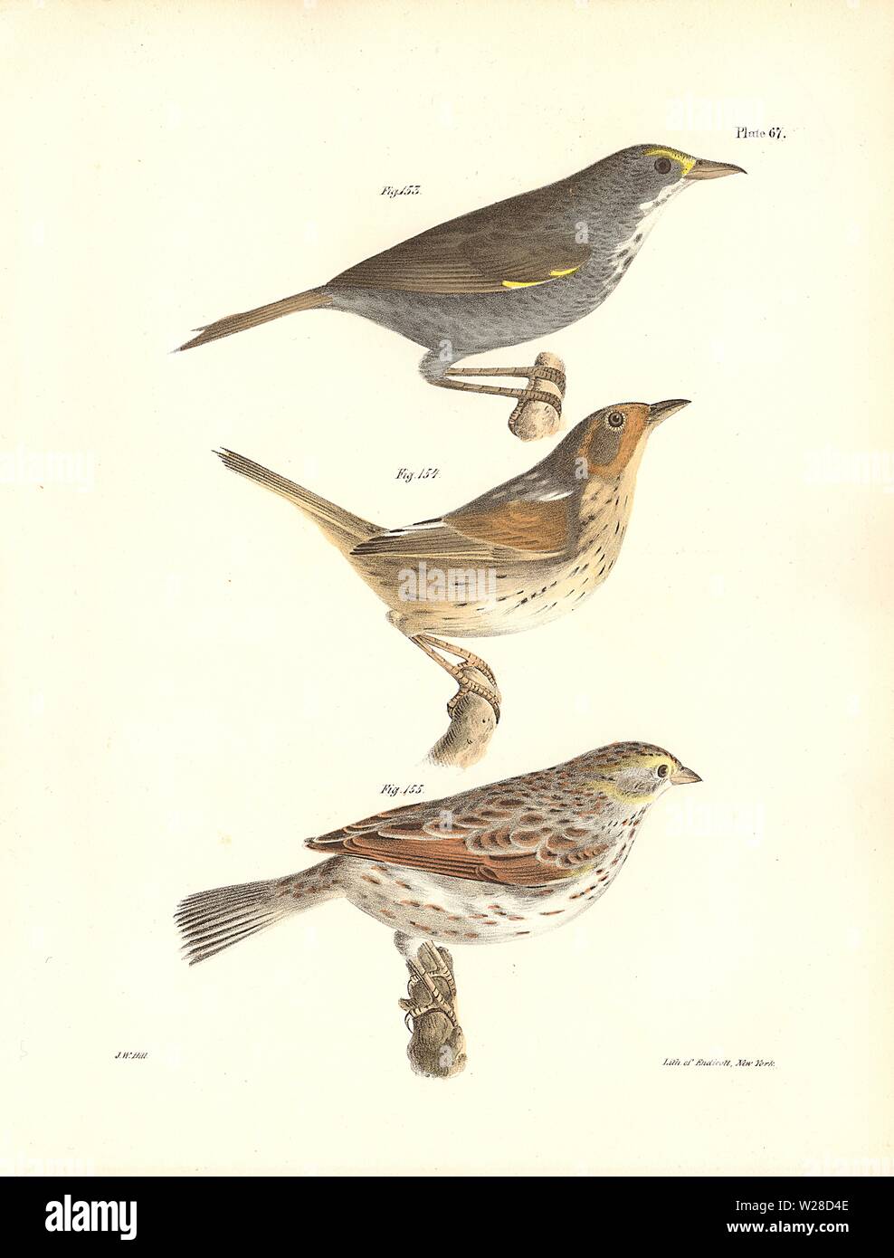 XXX - James De Kay, Birds of New York Stock Photo - Alamy