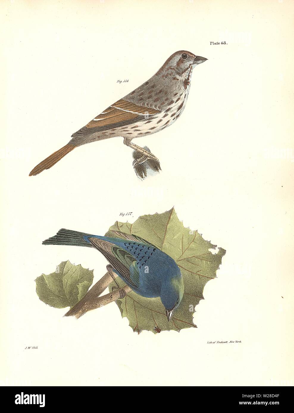 XXX - James De Kay, Birds of New York Stock Photo - Alamy