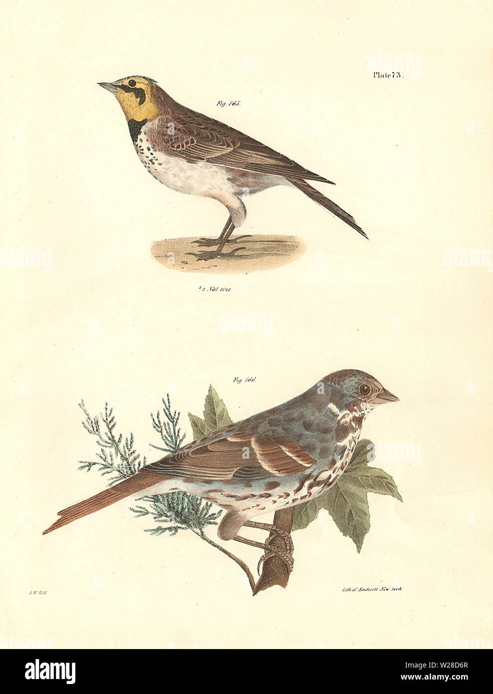 XXX - James De Kay, Birds of New York Stock Photo - Alamy