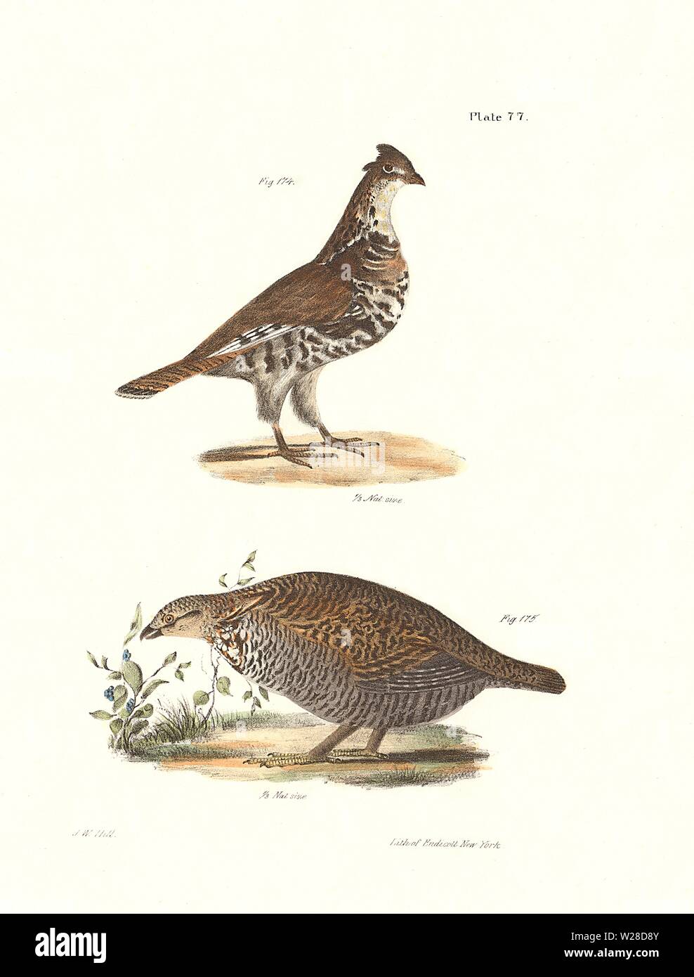 XXX - James De Kay, Birds of New York Stock Photo - Alamy