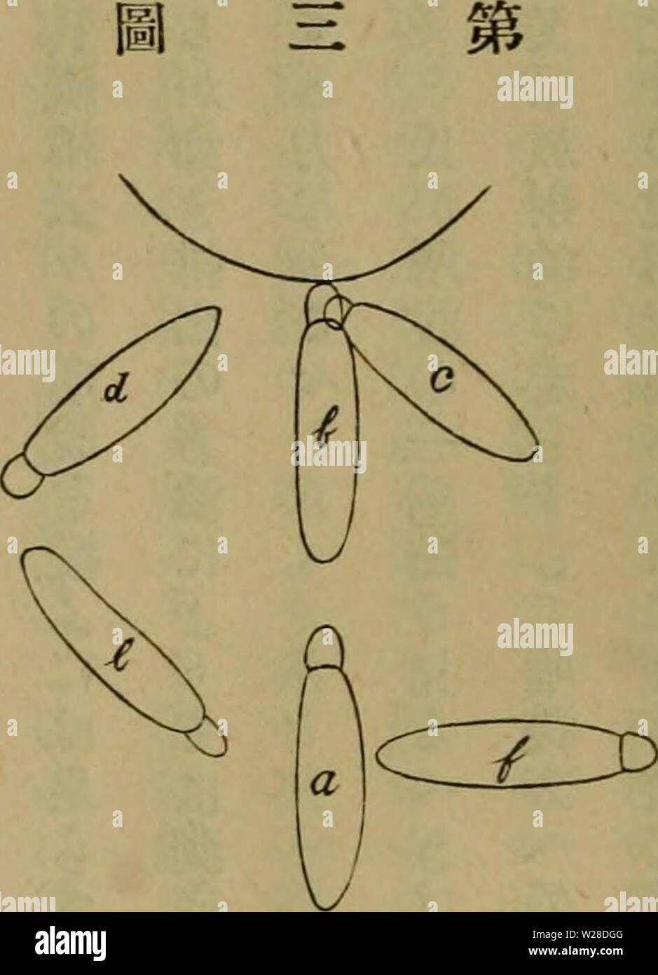 Archive image from page 425 of Dbutsugaku zasshi (1889 Stock Photo - Alamy