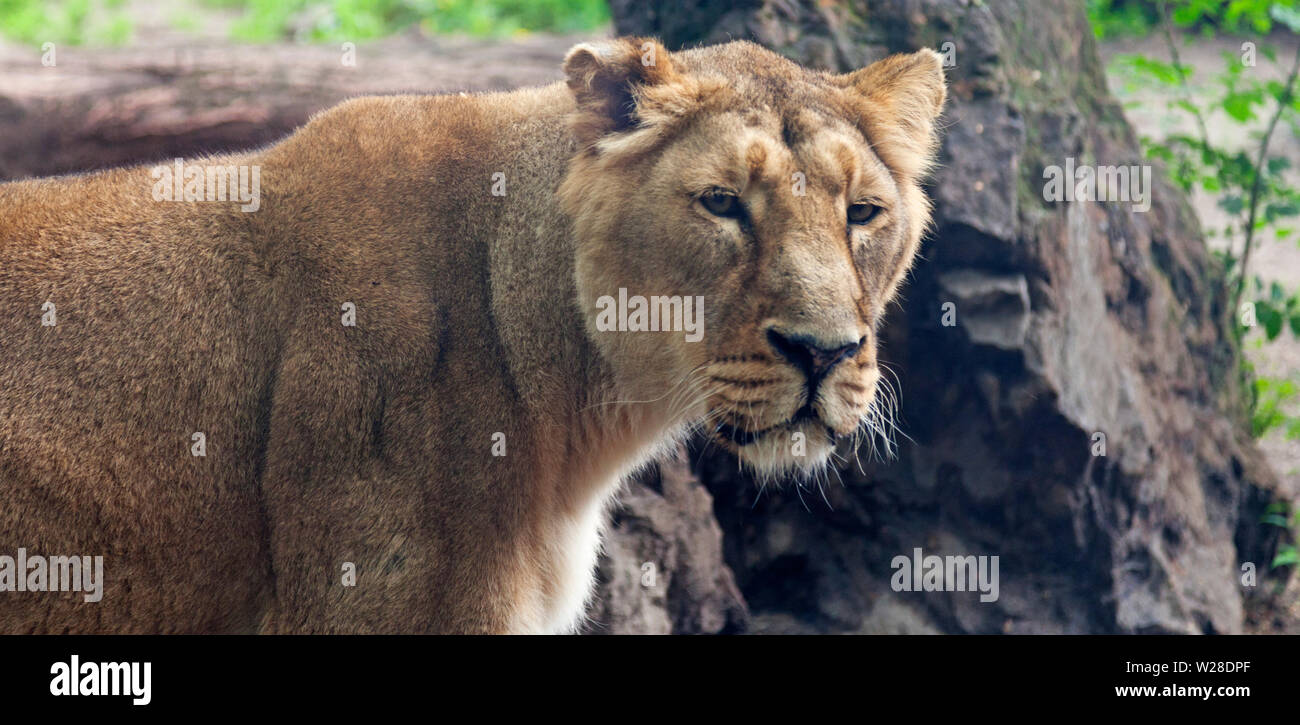 lion female looking straight in our direction Stock Photo - Alamy
