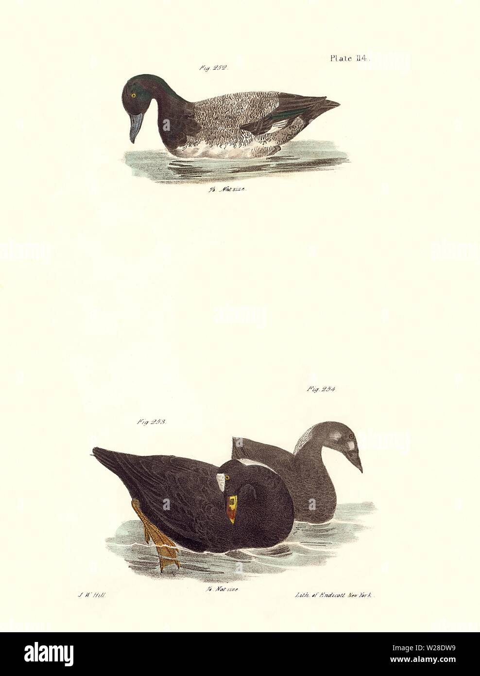 XXX - James De Kay, Birds of New York Stock Photo - Alamy