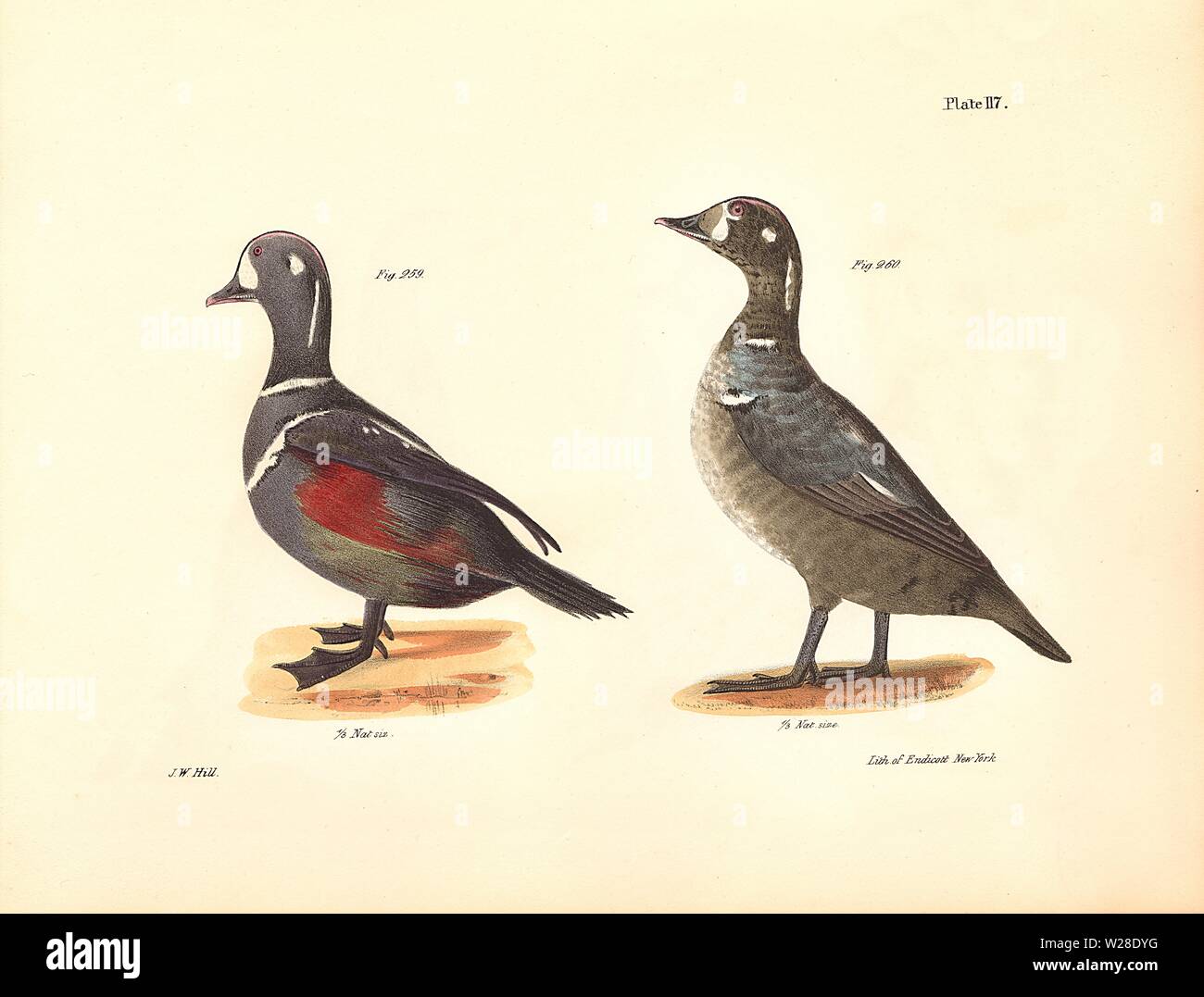 XXX - James De Kay, Birds of New York Stock Photo - Alamy