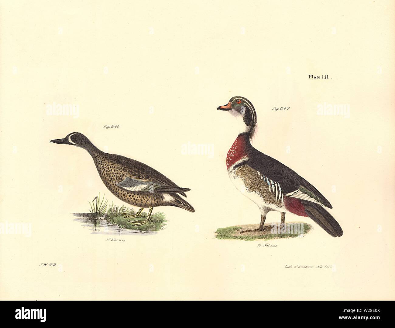 XXX - James De Kay, Birds of New York Stock Photo - Alamy