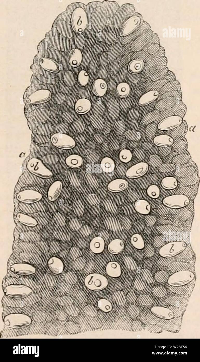 Archive image from page 430 of The cyclopædia of anatomy and Stock ...