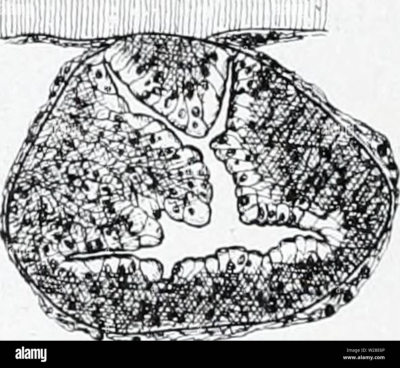 Male gonads hi-res stock photography and images - Alamy