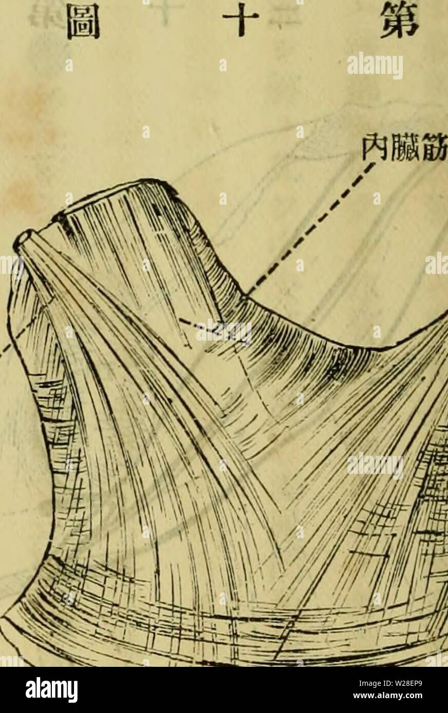 Archive image from page 437 of Dbutsugaku zasshi (1889 Stock Photo - Alamy
