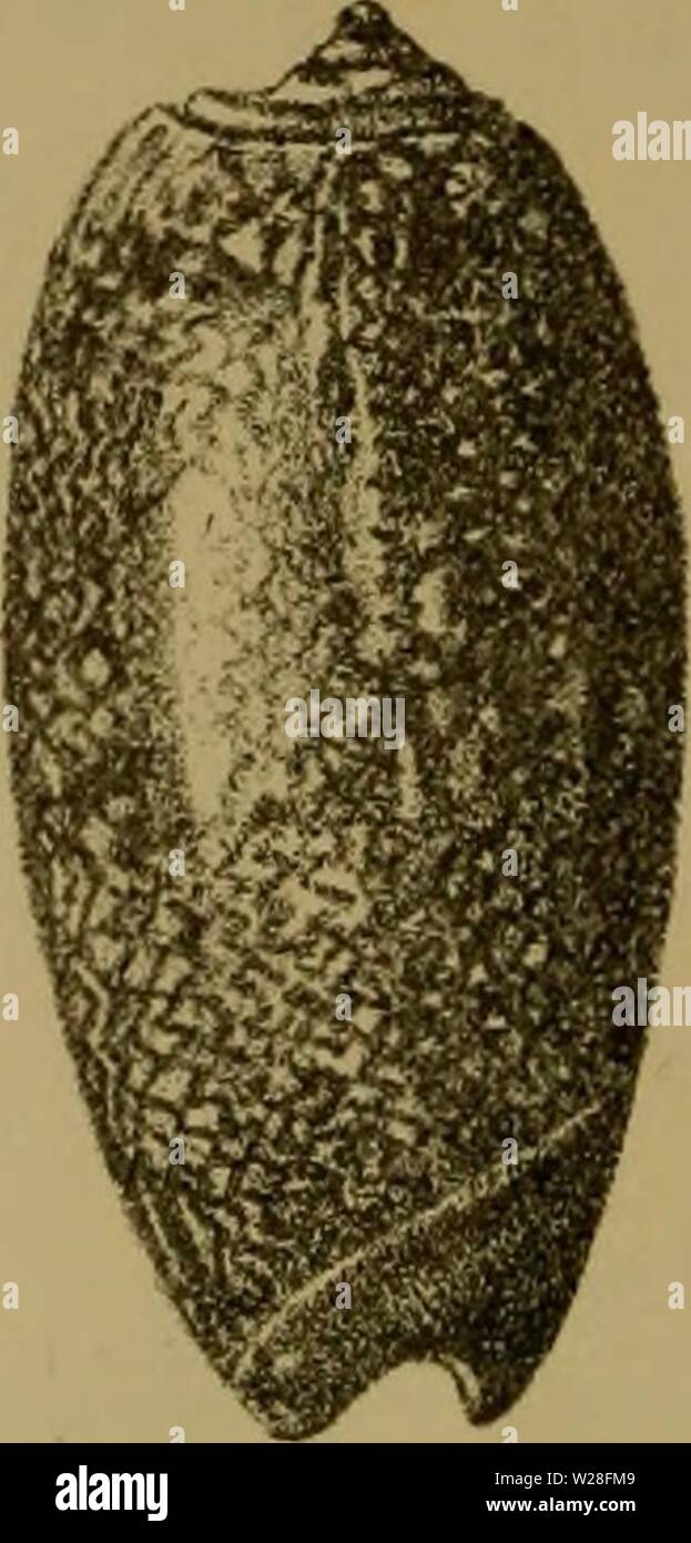Archive image from page 447 of Dbutsugaku zasshi (1889 Stock Photo - Alamy