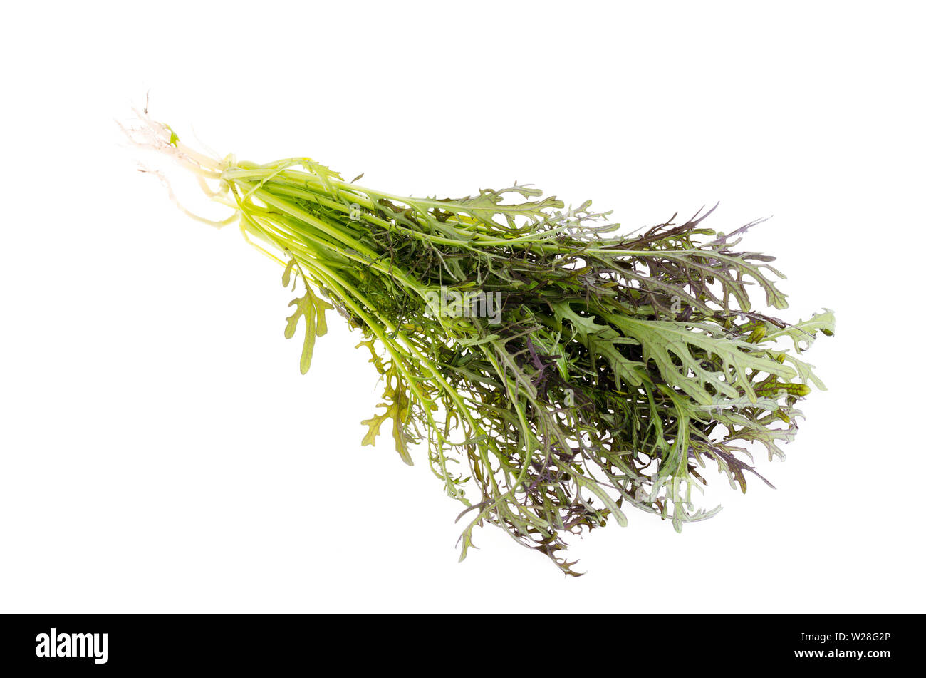 Potherb mustard hi-res stock photography and images - Alamy