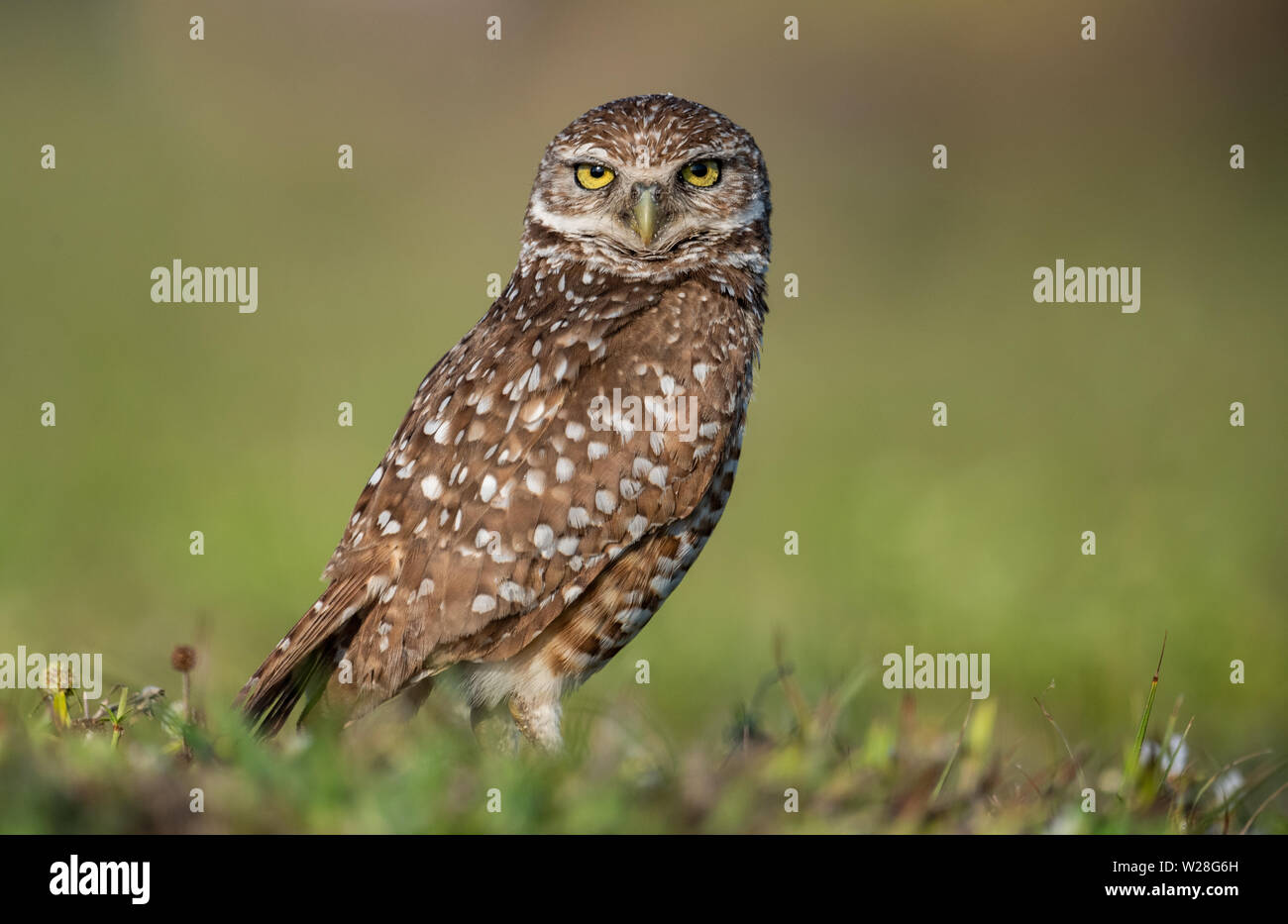 Burrowing Owl in Florida Stock Photo - Alamy