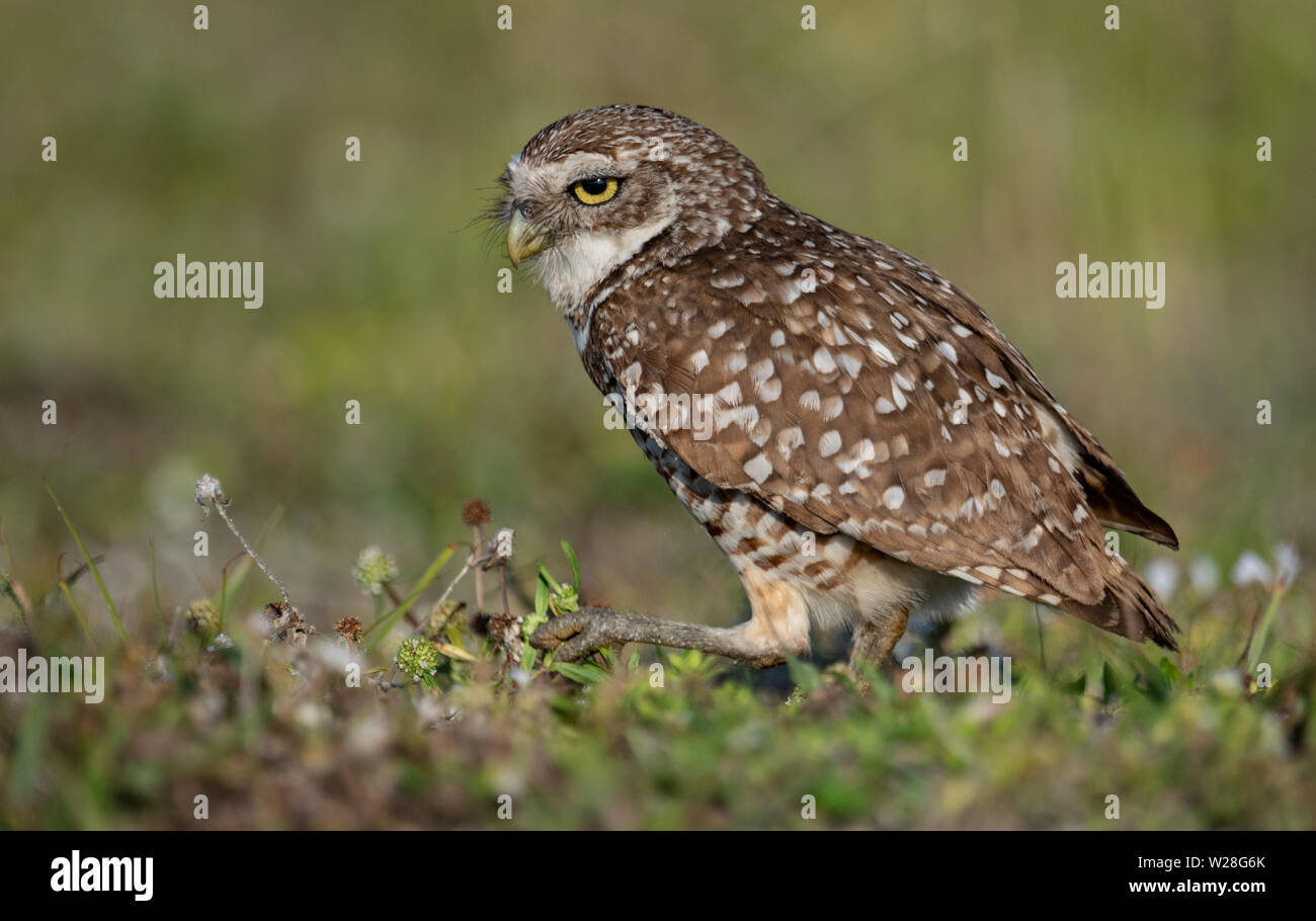 Burrowing Owl in Florida Stock Photo - Alamy