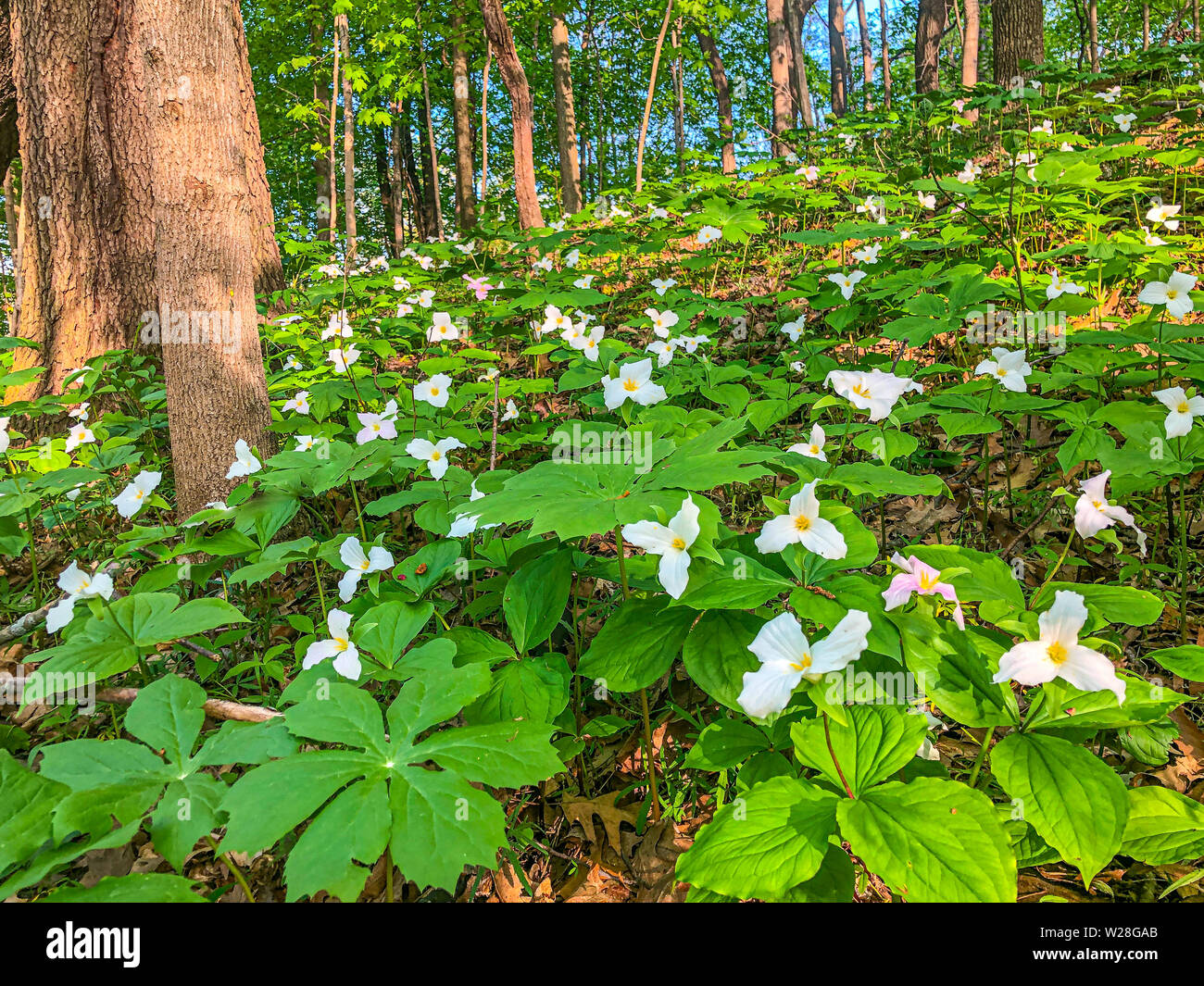 White trilliums (Trillium grandiflorum) cover the forest floor at ...