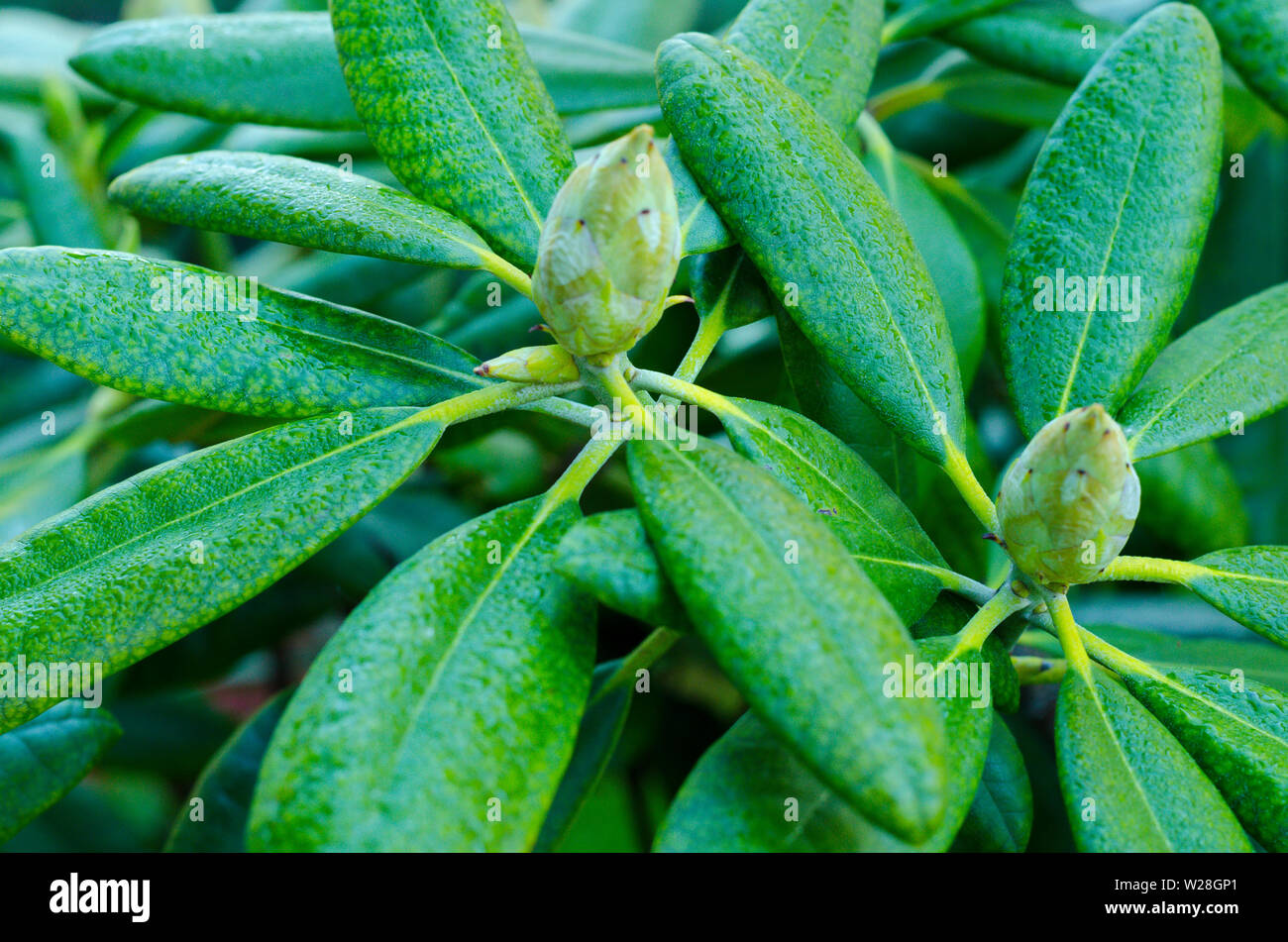 Unblown buds and green leaves of rhododendron Stock Photo - Alamy
