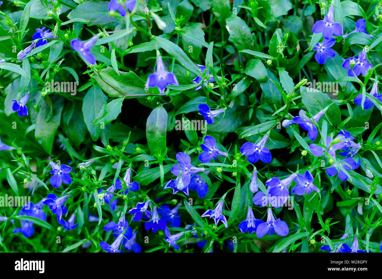 Background, texture of small blue flowers Stock Photo - Alamy