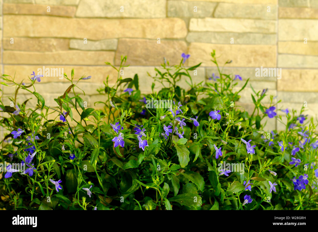 Blue flowers of lobelia on decorative stone background Stock Photo - Alamy