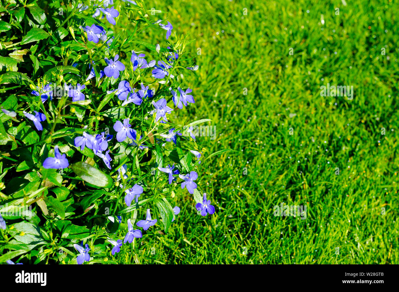 Background, texture of small blue flowers Stock Photo - Alamy