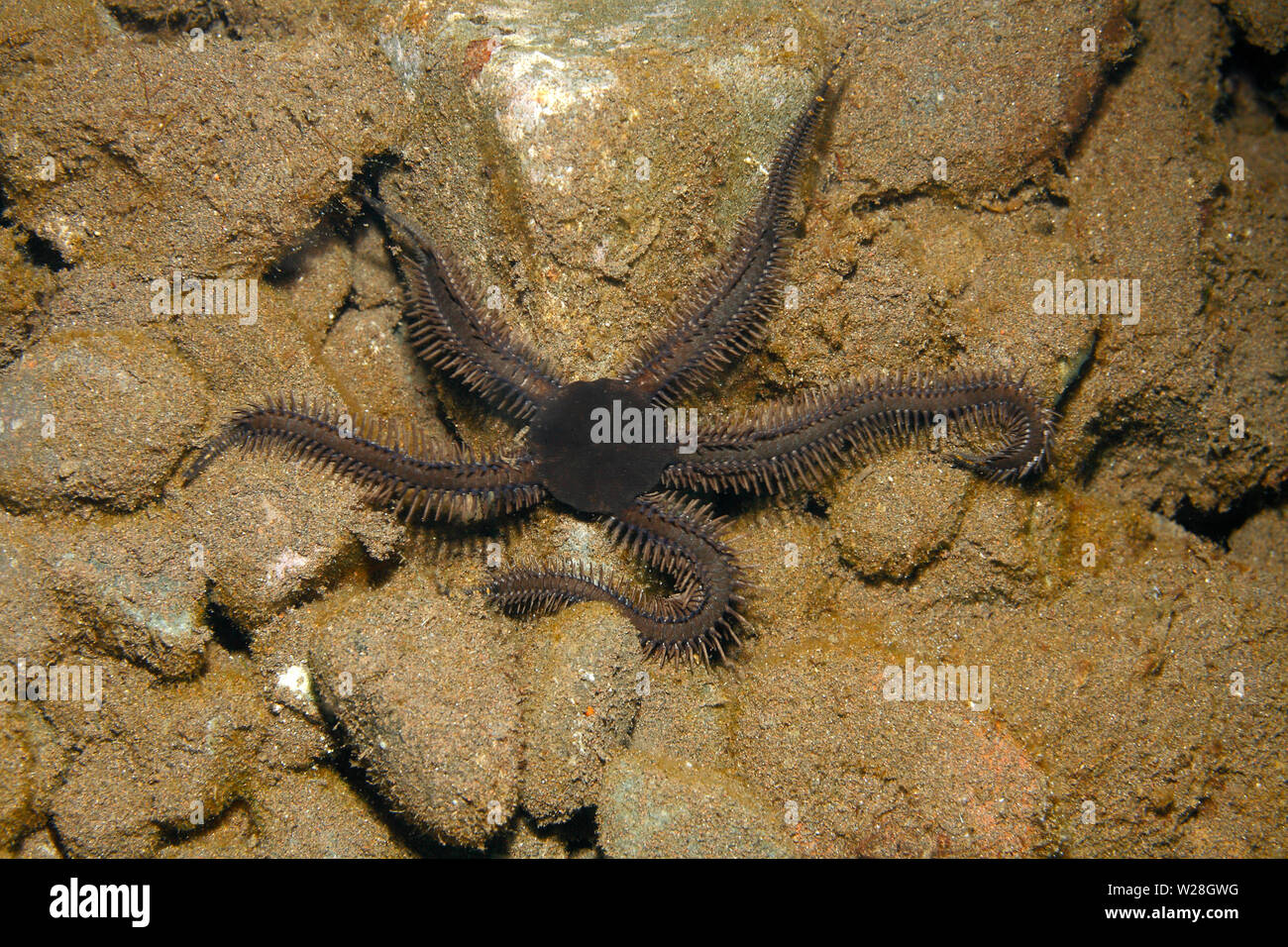 Spiny brittlestar hi-res stock photography and images - Alamy
