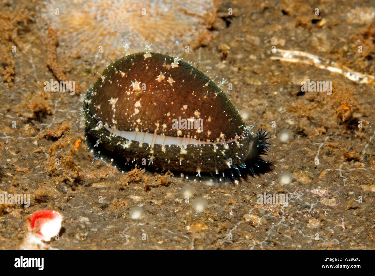 Live cowry shell hi-res stock photography and images - Alamy
