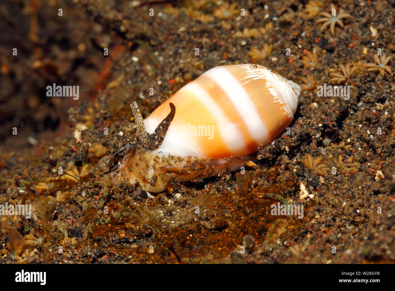 Mantle of the snail hi-res stock photography and images - Alamy