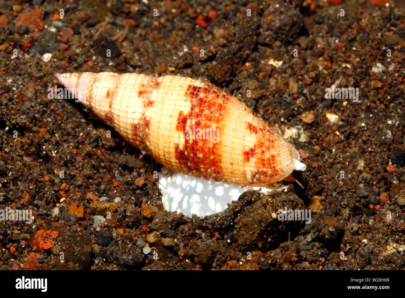 Neocancilla hi-res stock photography and images - Alamy