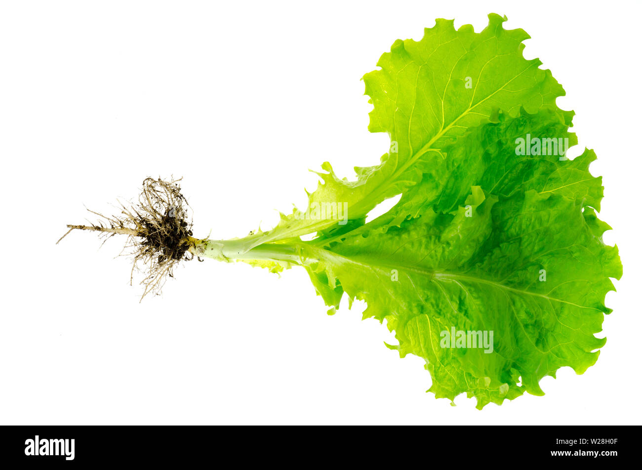 Plant fresh green lettuce with root. Photo Stock Photo - Alamy