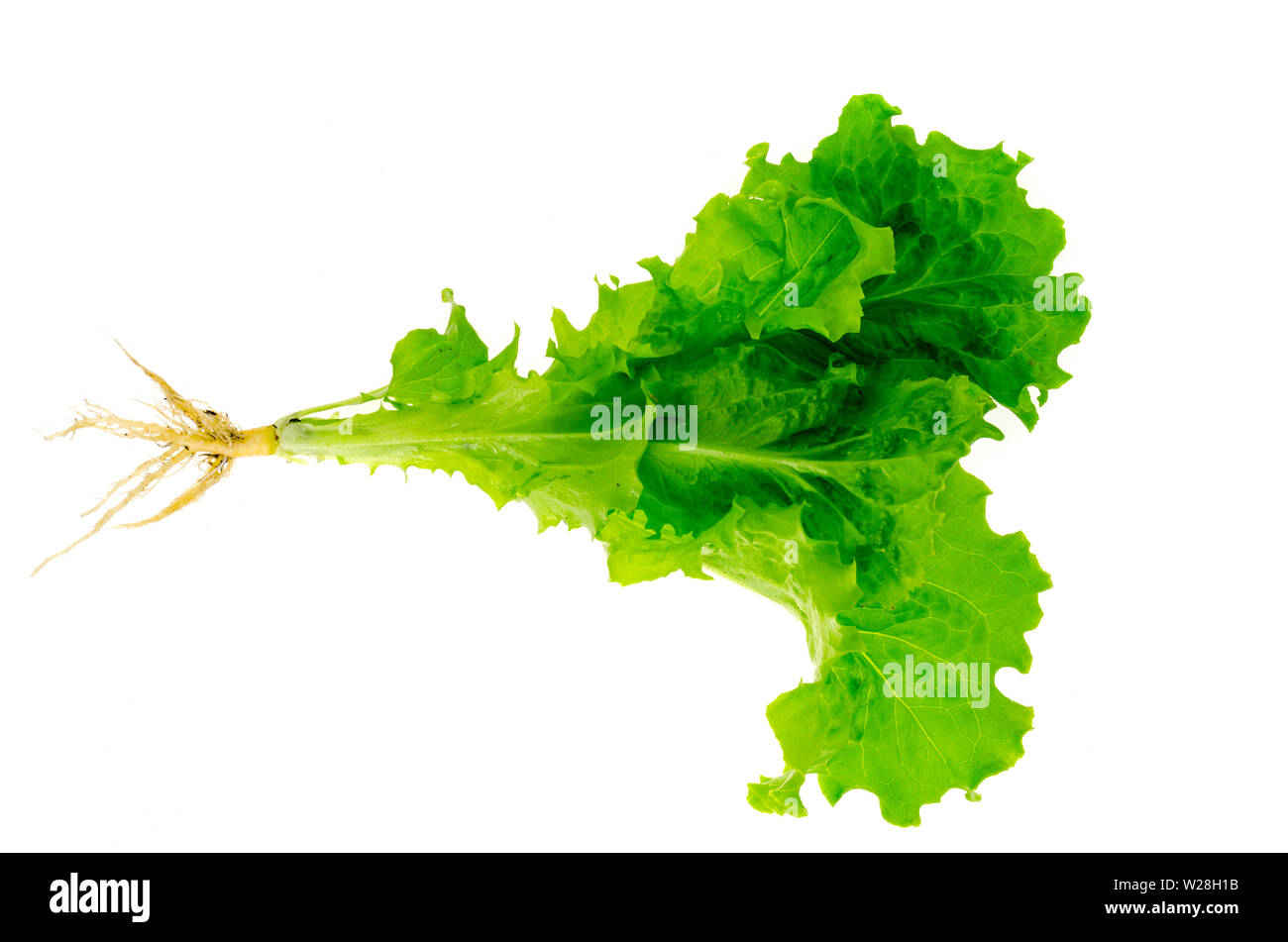 Plant fresh green lettuce with root. Photo Stock Photo - Alamy
