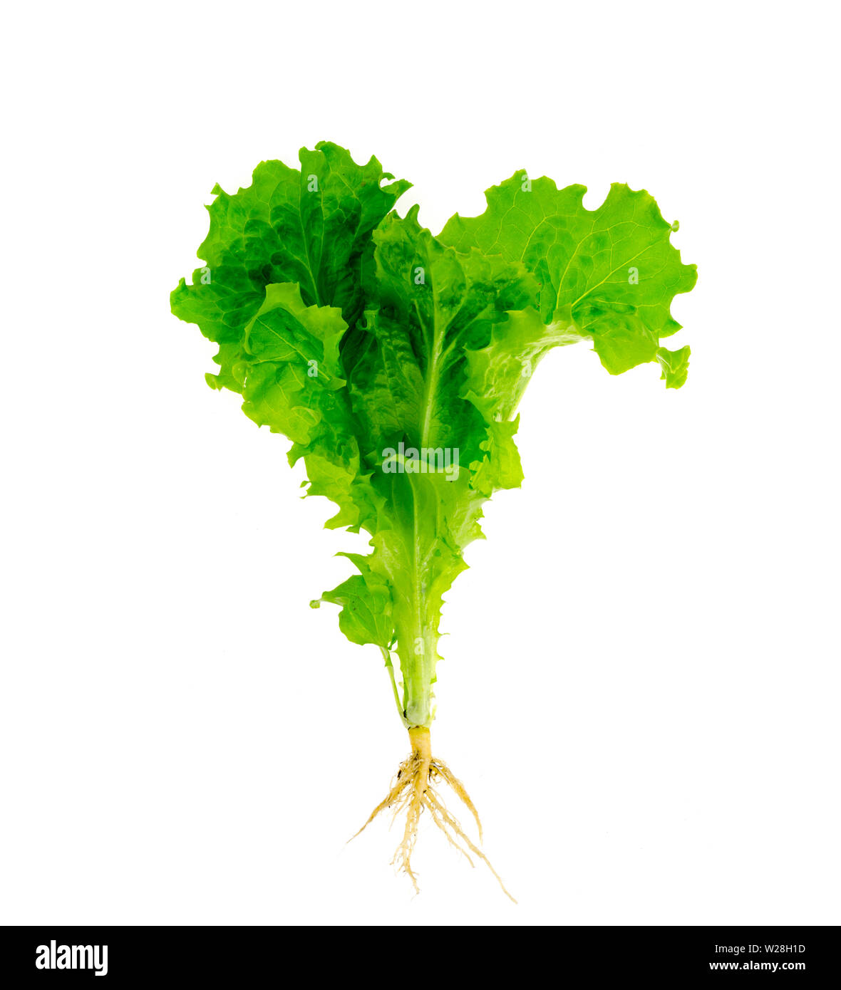 Plant fresh green lettuce with root. Photo Stock Photo - Alamy