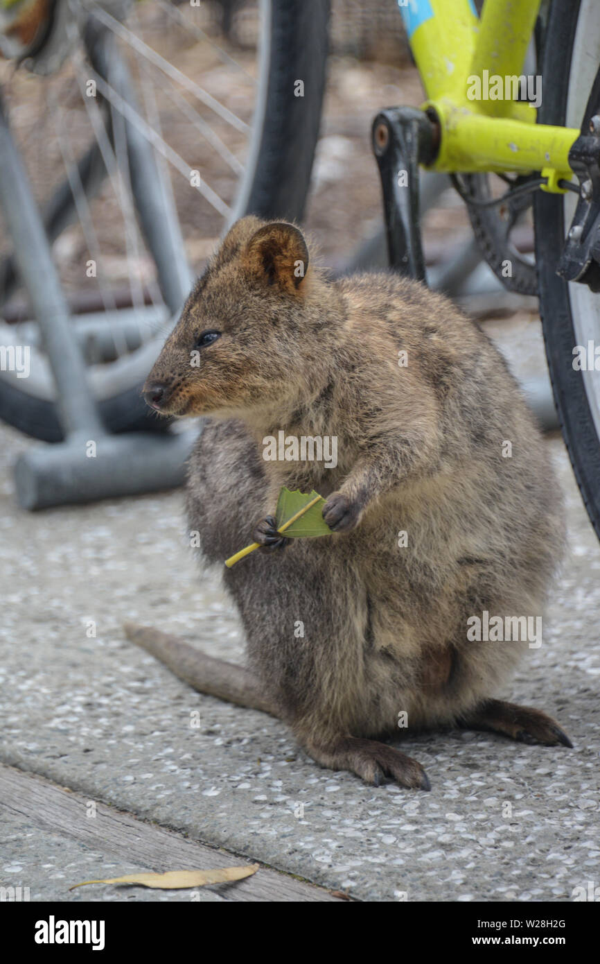 Rottnest island australia quokka hi-res stock photography and images ...