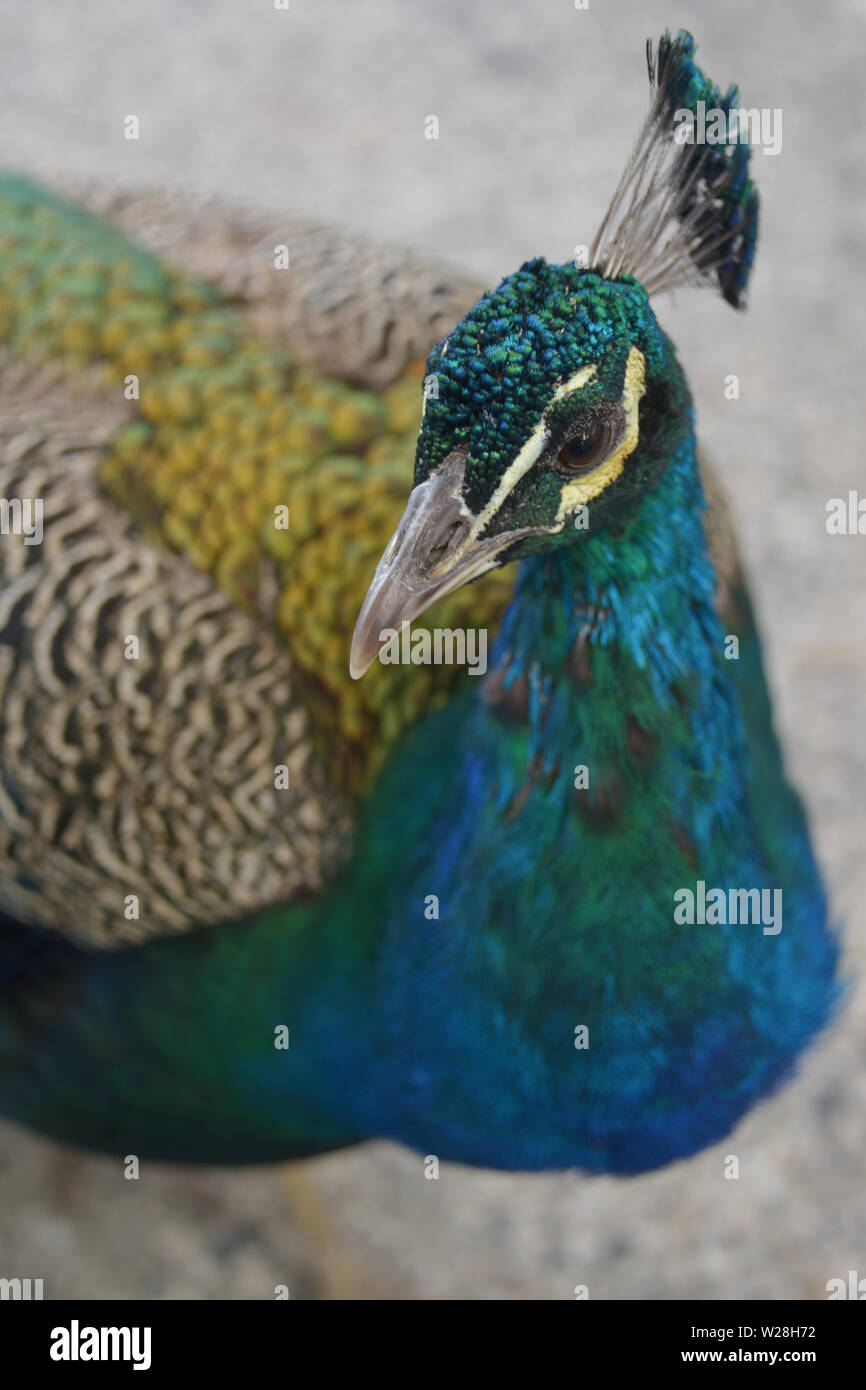 Beautiful Peacock view (with emphasis on head/neck/eyes) on Rottnest ...