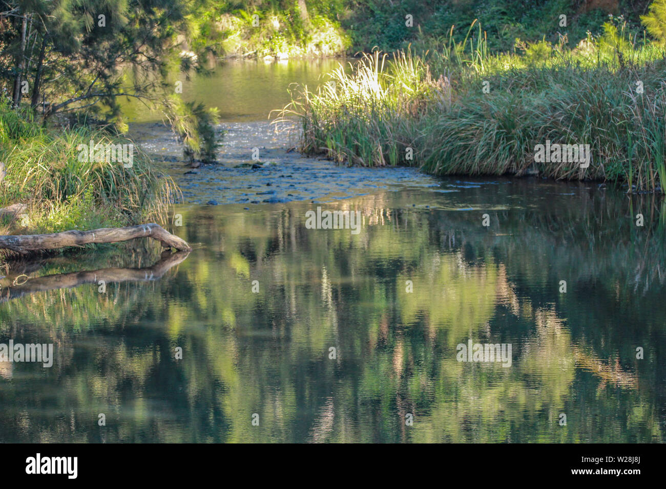 Reflections in Broken River, Eungella, Queensland, Australia Stock ...