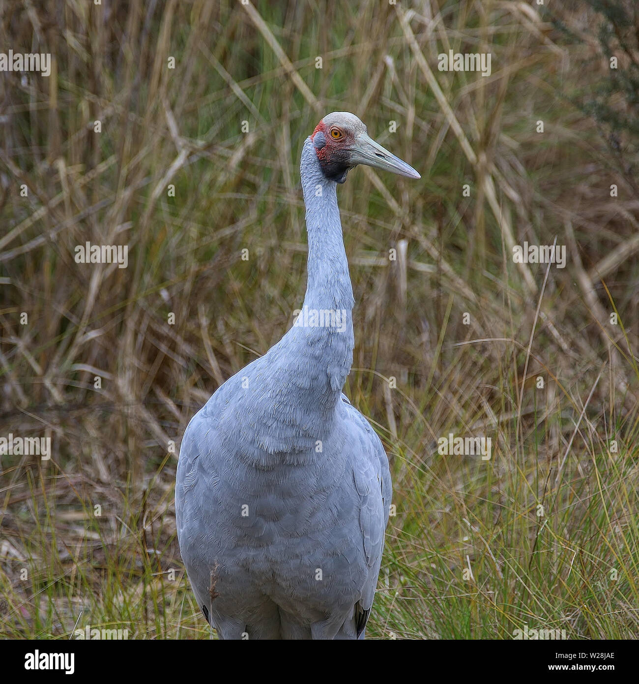 Brolga Crane at Tidbinbilla Nature Reserve, Canberra, Australia Stock ...