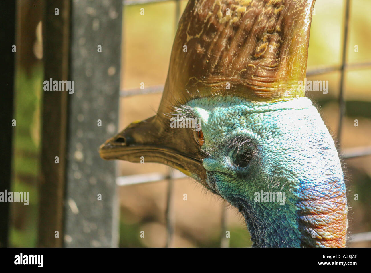 Cassowary feathers hi-res stock photography and images - Alamy
