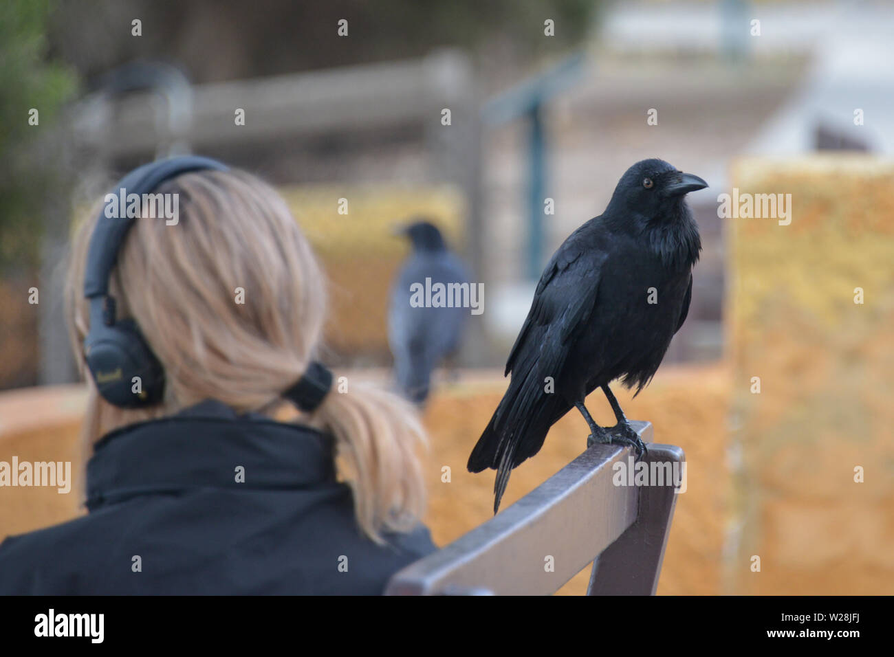 Black Crow sitting on a bench near a person wearing headphones on ...