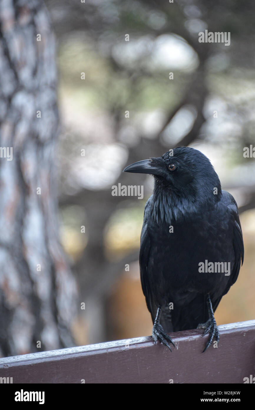 Black Crow sitting on bench with trees background on Rottnest Island in ...