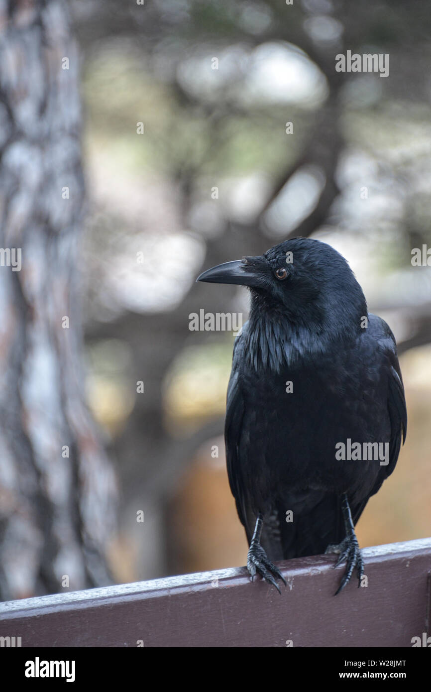 Black Crow sitting on bench with trees background on Rottnest Island in ...