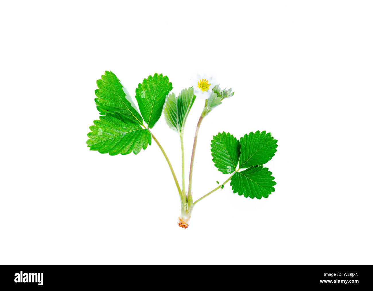 Bush flowering wild strawberry isolated on white background Stock Photo ...