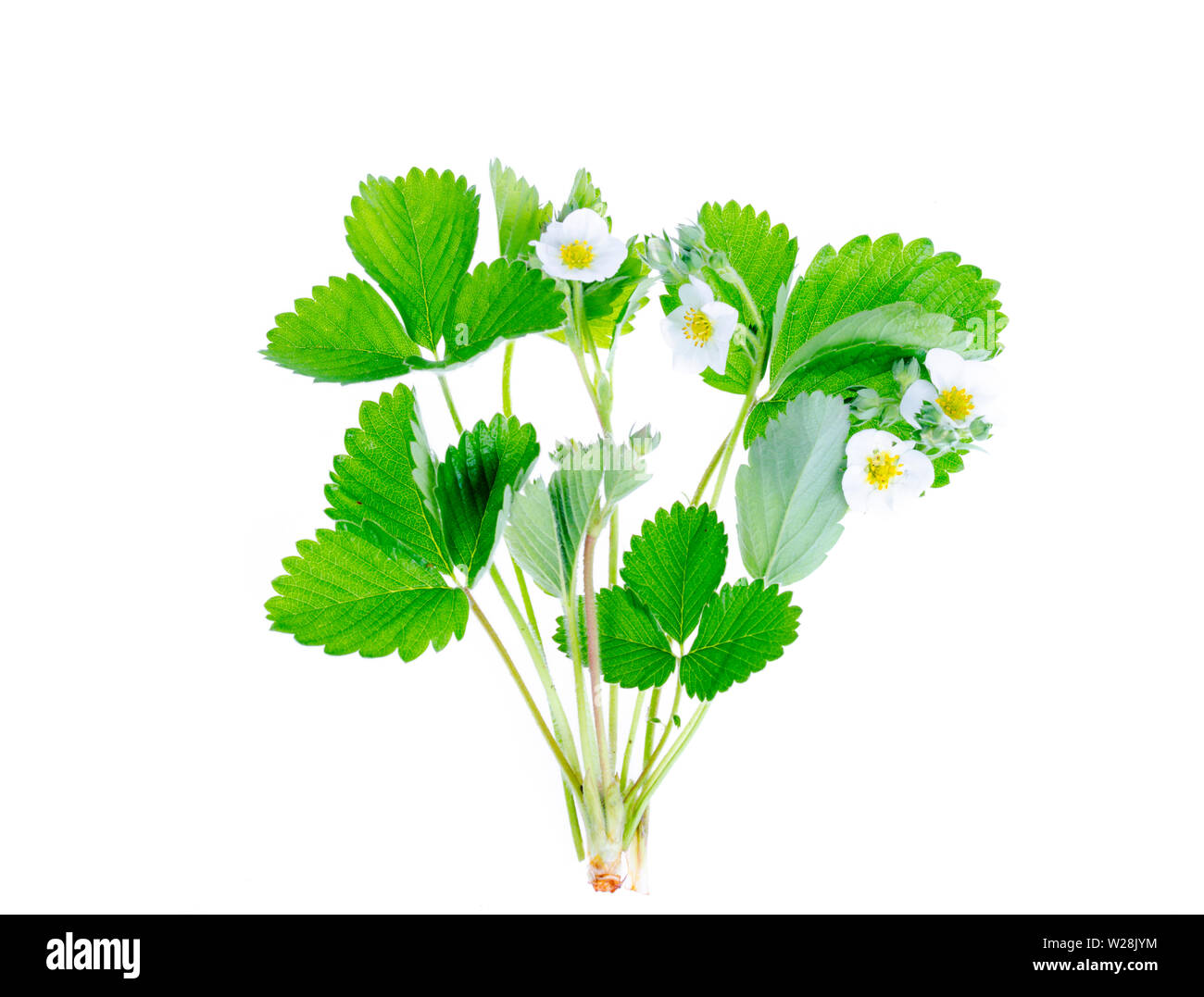 Bush flowering wild strawberry isolated on white background Stock Photo ...