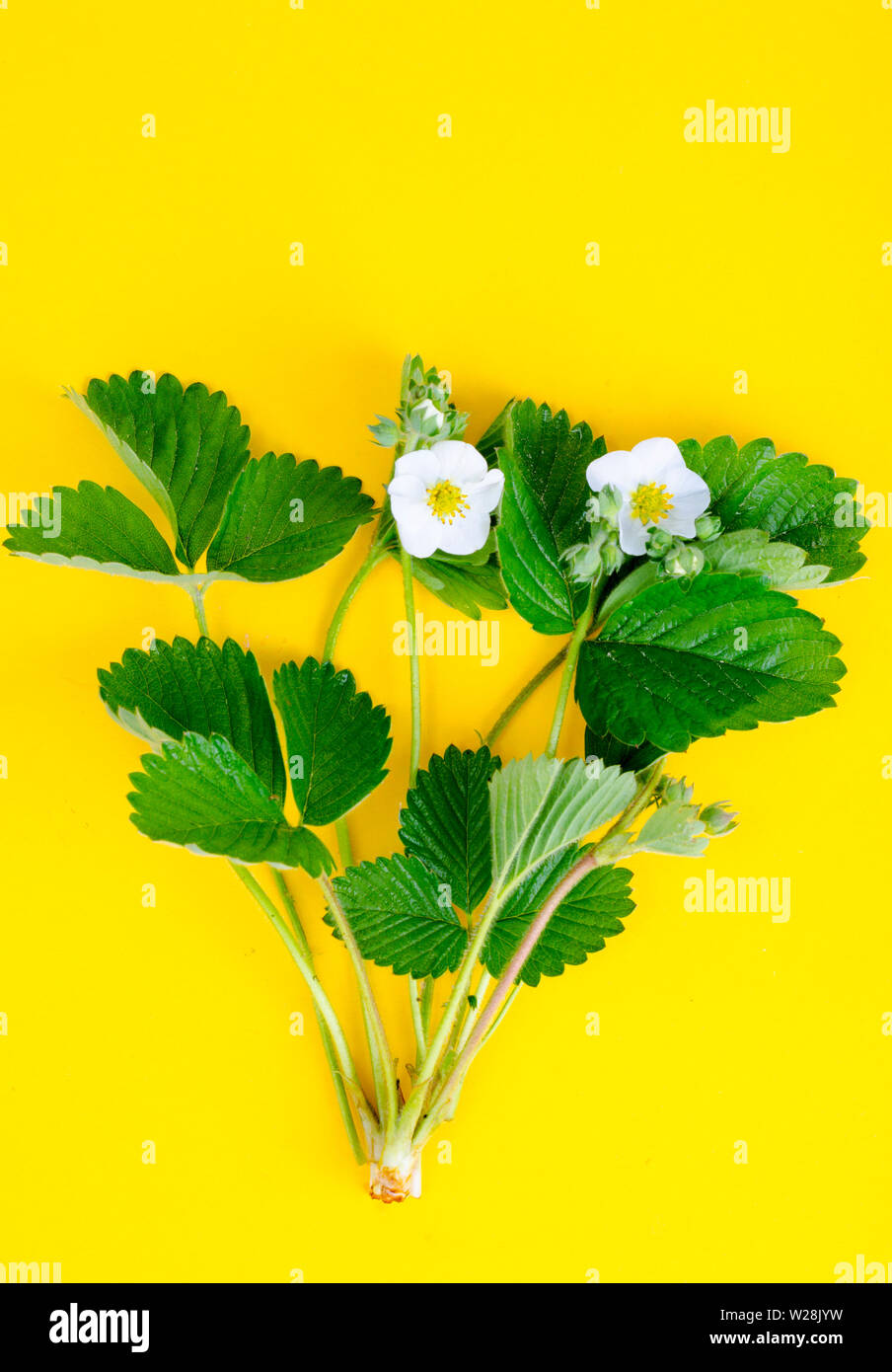Young strawberry bush on hi-res stock photography and images - Alamy
