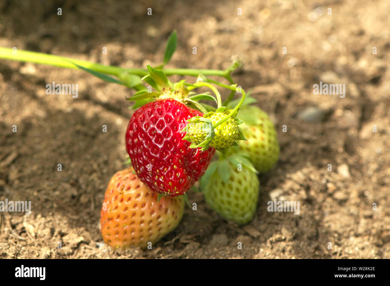 A branch of various stages of ripening Everbearing strawberries laying ...