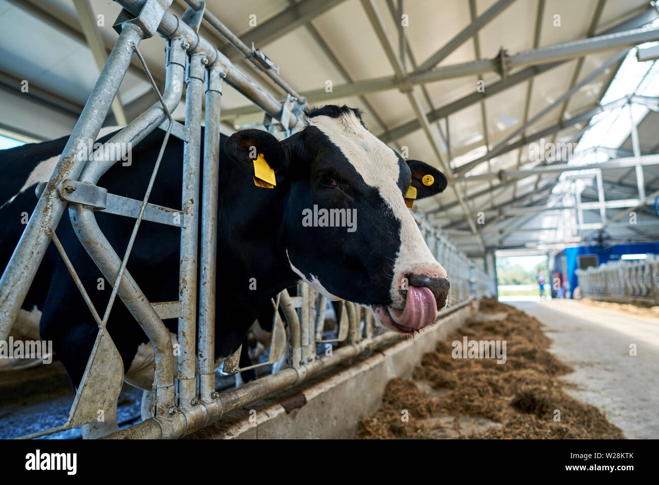 beautiful cows in a modern barn Stock Photo - Alamy