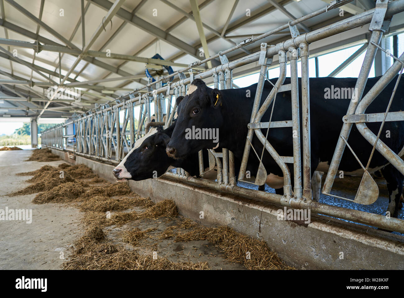 beautiful cows in a modern barn Stock Photo - Alamy