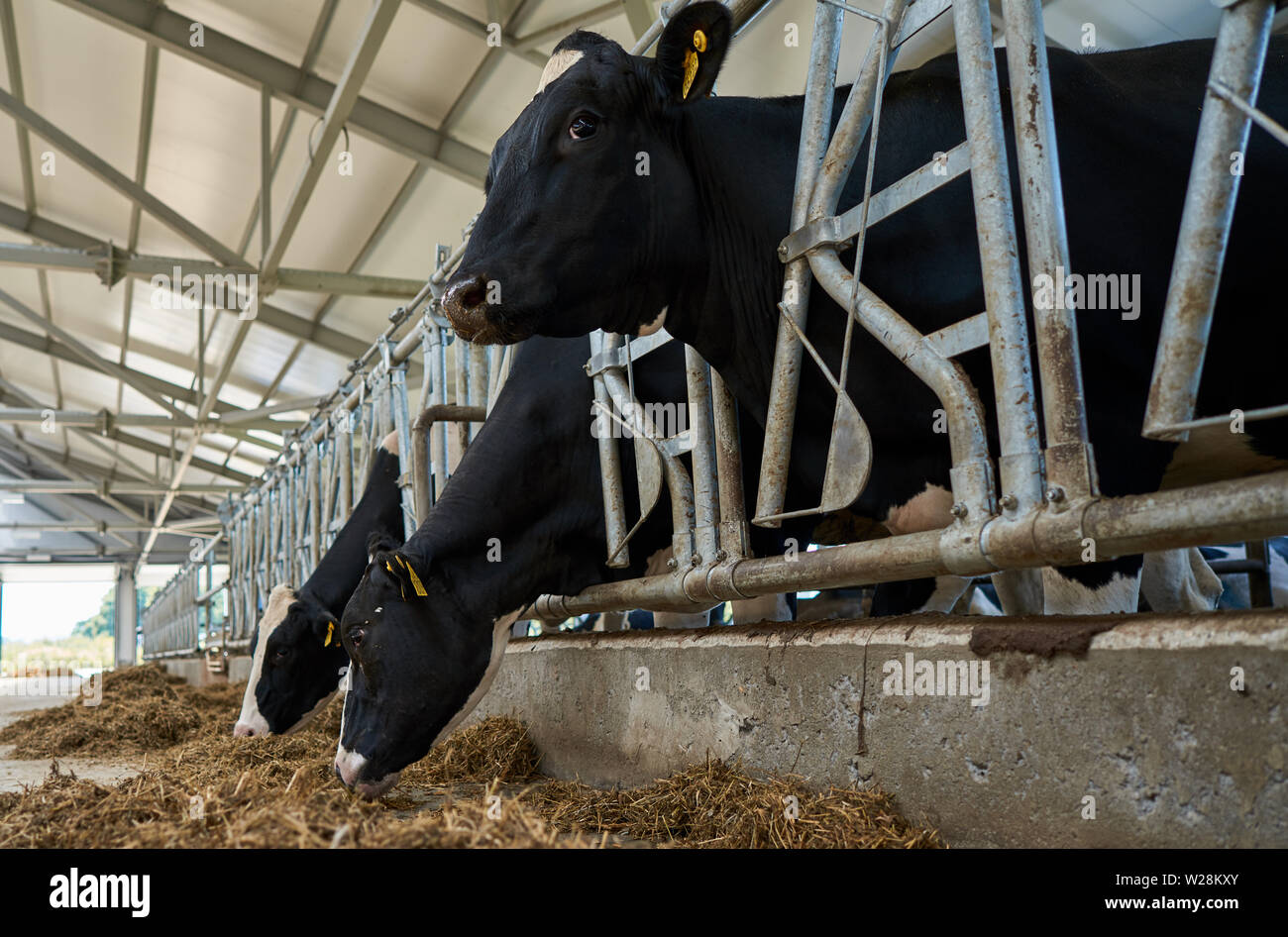 beautiful cows in a modern barn Stock Photo - Alamy