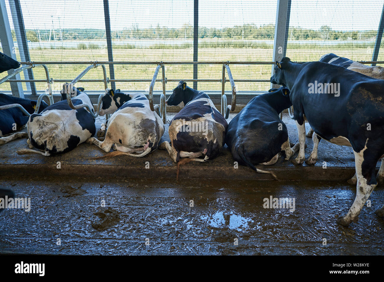 beautiful cows in a modern barn Stock Photo - Alamy