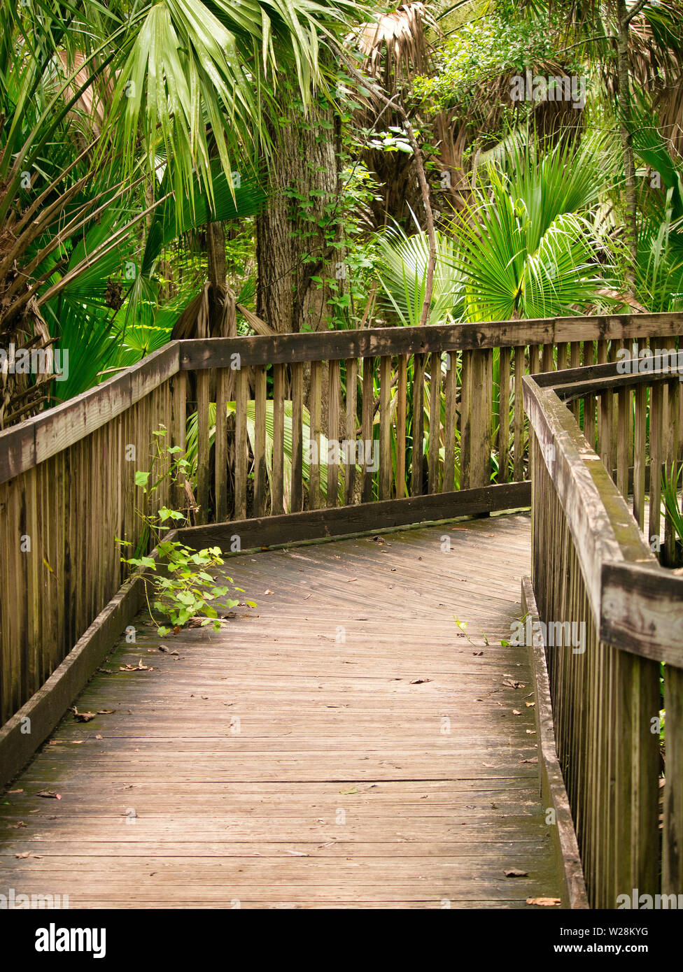 An amazing walk around Wekiwa Springs state park Stock Photo - Alamy
