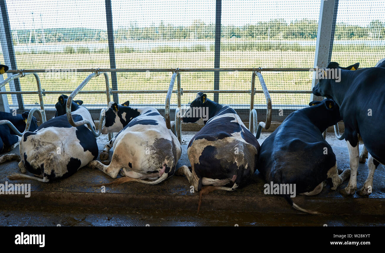 beautiful cows in a modern barn Stock Photo - Alamy