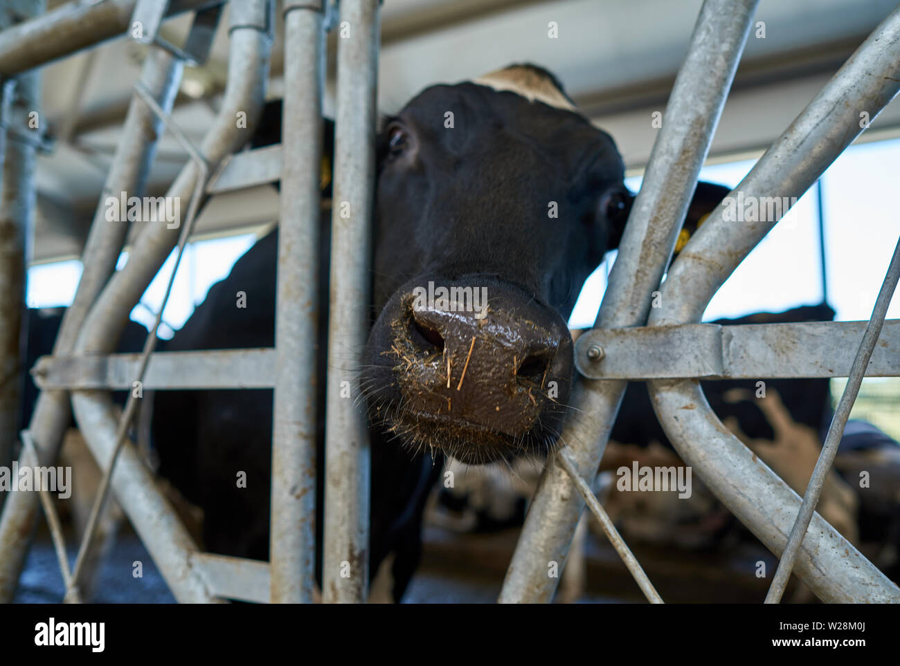 beautiful cows in a modern barn Stock Photo - Alamy