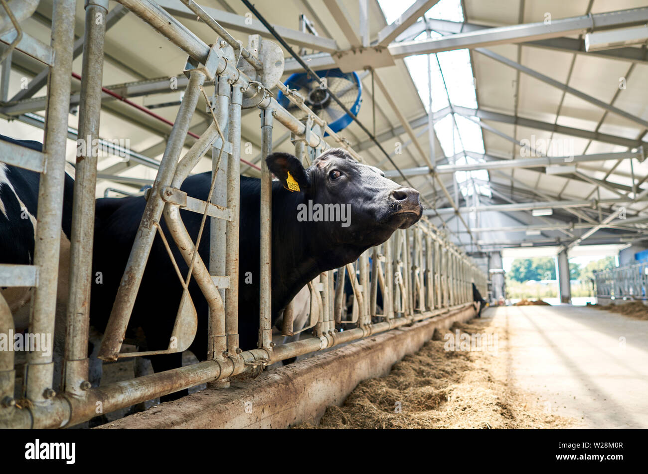 beautiful cows in a modern barn Stock Photo - Alamy